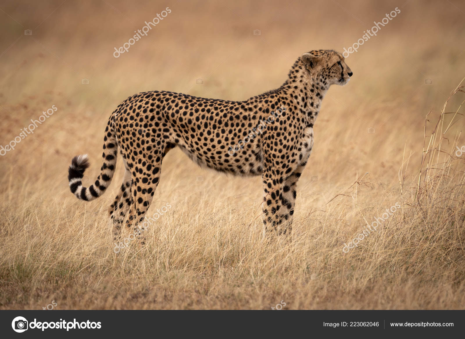 Cheetah Running Profile
