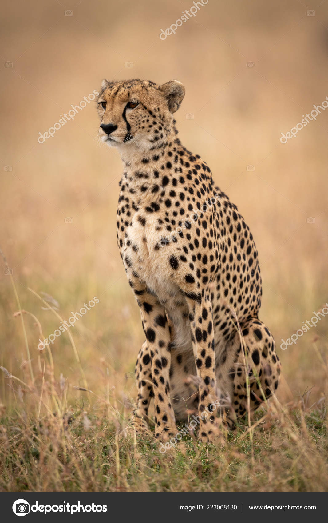 Cheetah Sitting Long Grass Looking Left — Stock Photo © nicholas_dale #223068130