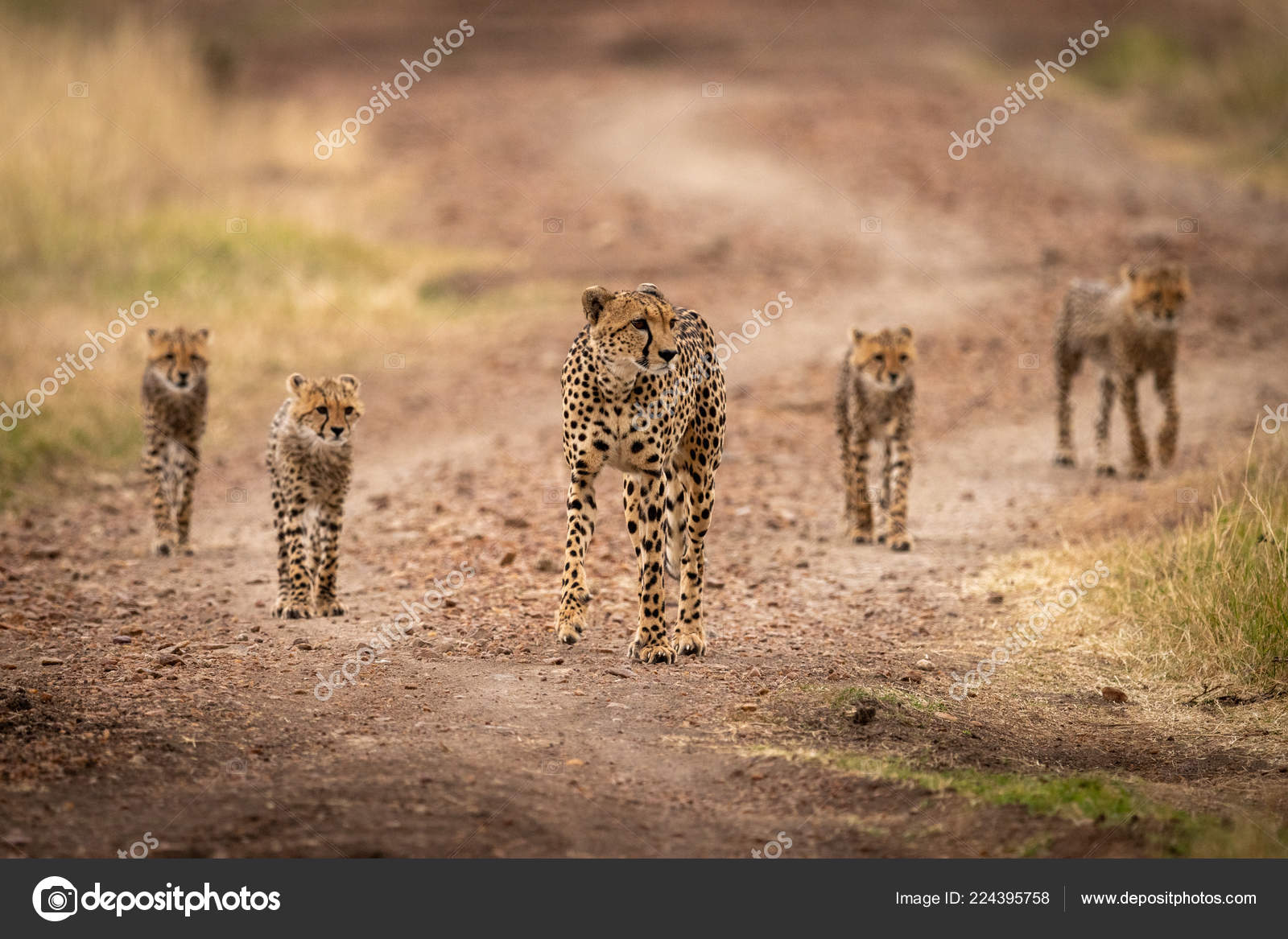 Cheetah Walks Track Four Cubs — Stock Photo © nicholas_dale #224395758