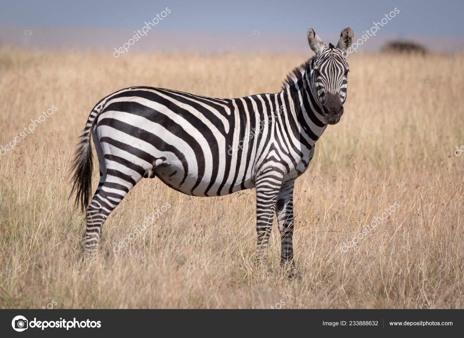 Plains Zebra Standing Grass Sunshine — Stock Photo © nicholas_dale ...