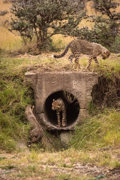 Kilimanjaro leopards Stock Photos, Royalty Free Kilimanjaro leopards ...