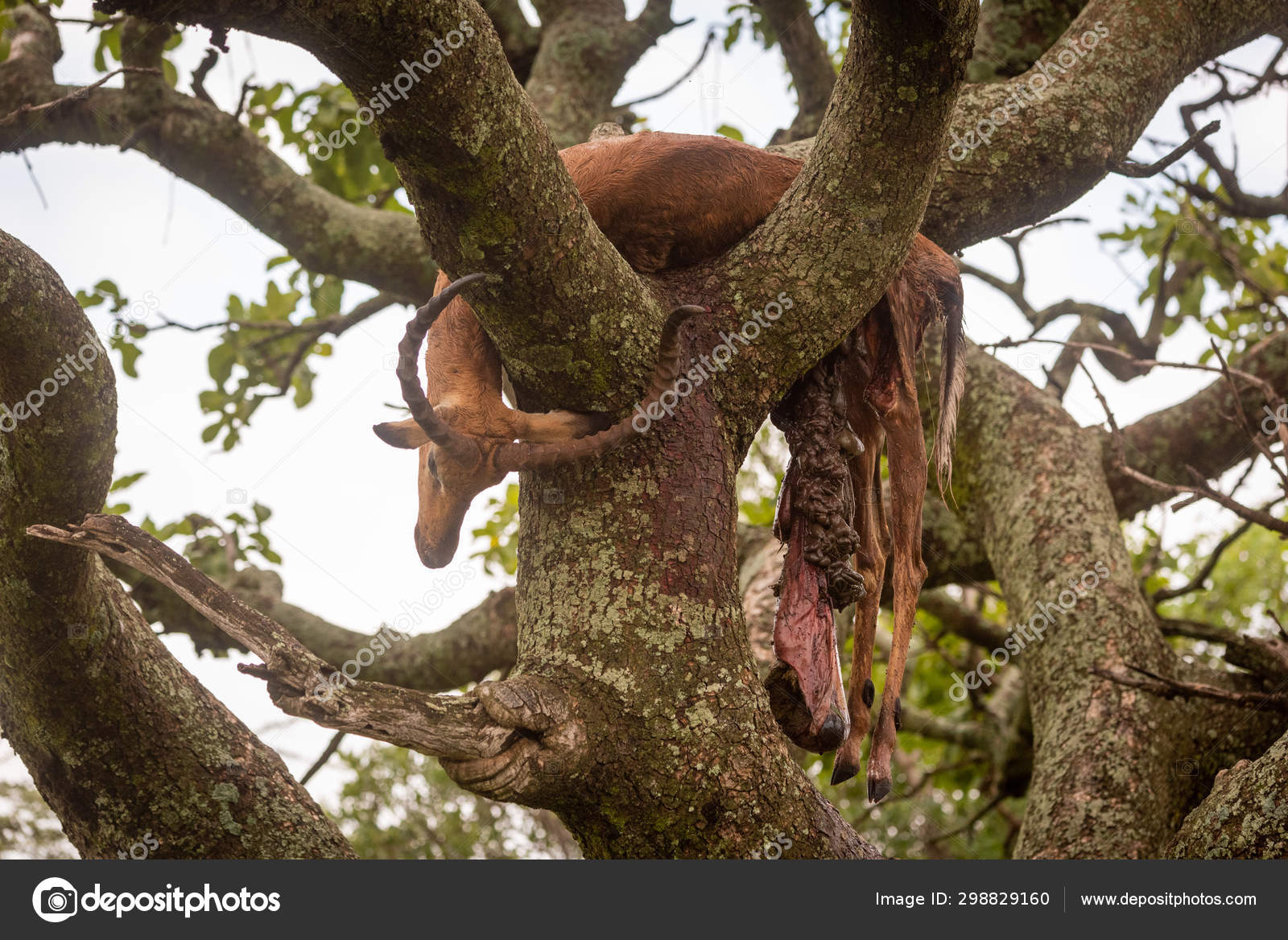 Male impala carcase in tree trailing guts — Stock Photo © nicholas_dale ...