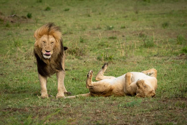 Lion play Stock Photos, Royalty Free Lion play Images | Depositphotos