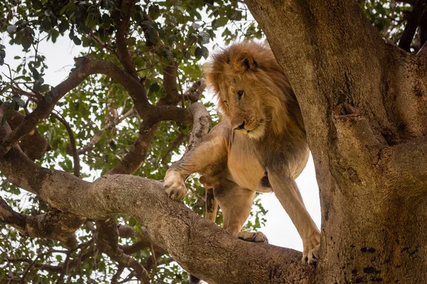 Lion in tree Stock Photos, Royalty Free Lion in tree Images | Depositphotos