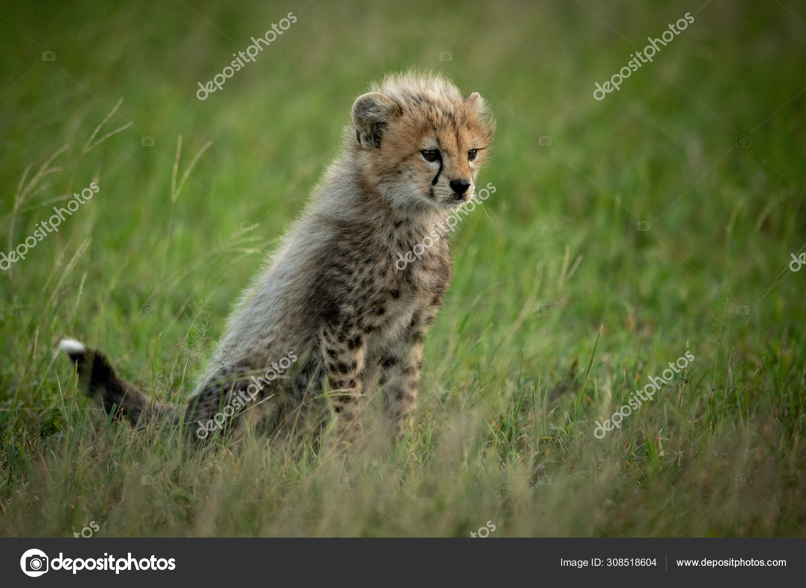 Cheetah Cubs Running