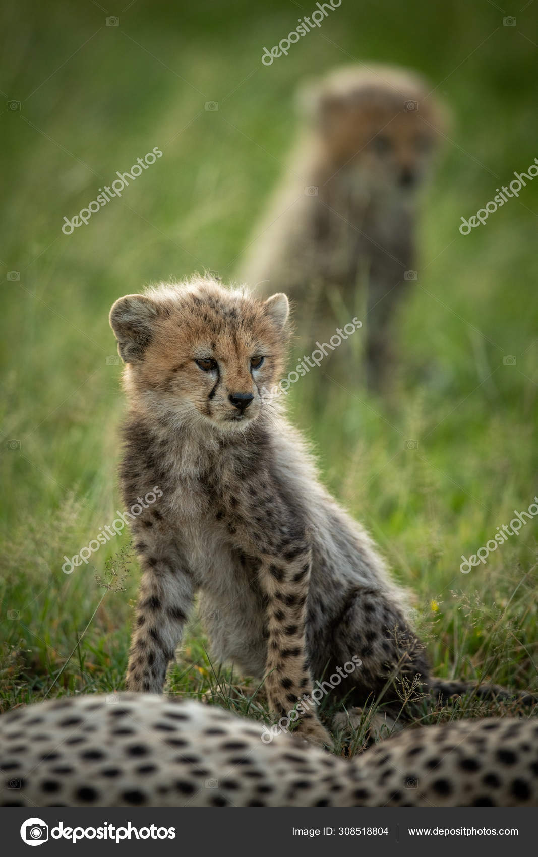 Cheetah cub sits in grass by another — Stock Photo © nicholas_dale #308518804