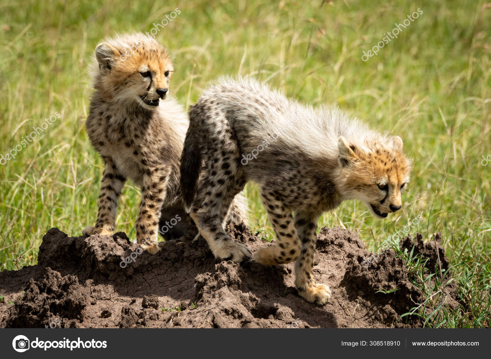 Cheetah cub leaves another sat on mound — Stock Photo © nicholas_dale #308518910