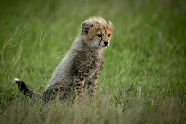Cheetah Cub Sits Lifting Paw Mother — Stock Photo © nicholas_dale #467157026