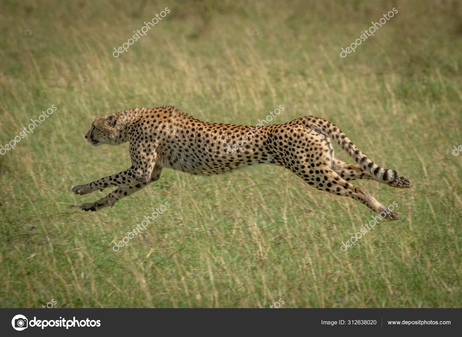Cheetah Running Side View