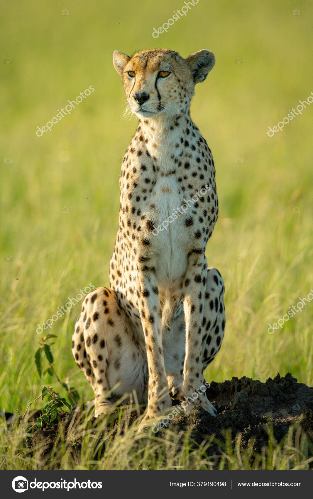 Cheetah Sits Termite Mound Grass — Stock Photo © nicholas_dale #379190498