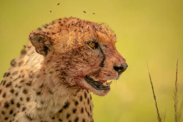 Shocked african Stock Photos, Royalty Free Shocked african Images ...