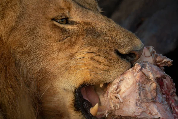 Lion Eating Human Alive