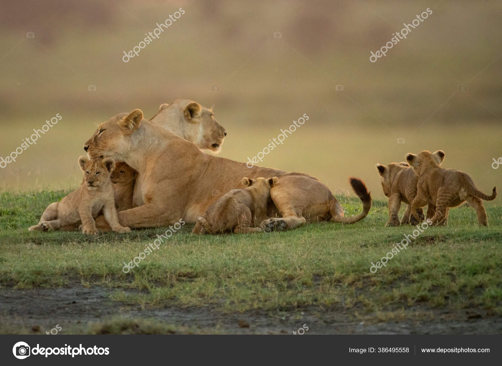 Lioness Lies Nuzzling Another Several Cubs — Stock Photo © nicholas ...
