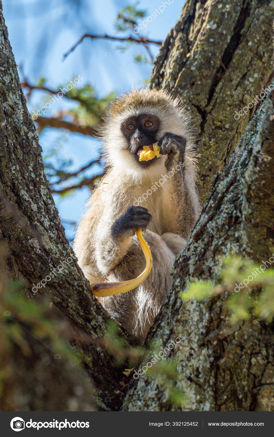 Banana Monkey By A Tree