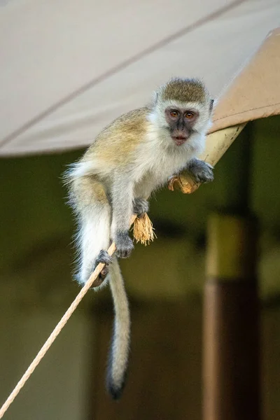 Monkey bar Stock Photos, Royalty Free Monkey bar Images | Depositphotos