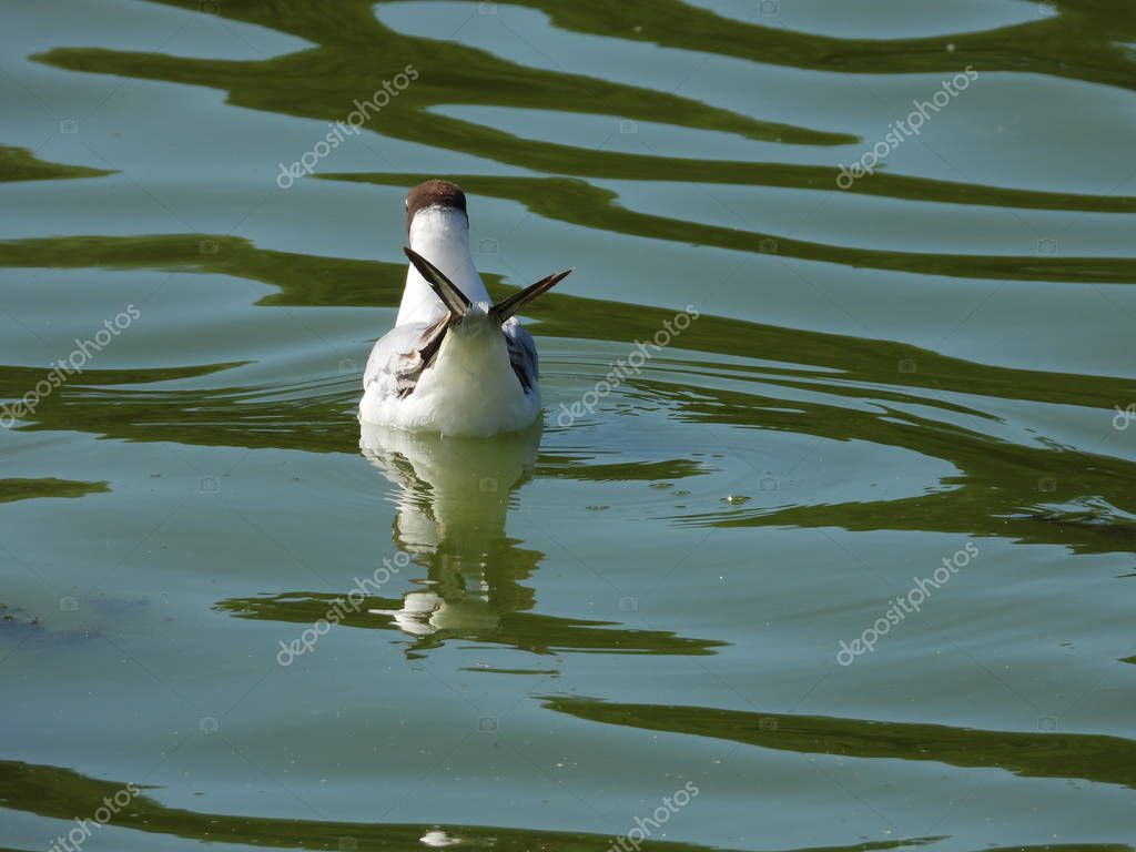 Aves acu ticas gaviota con patas cortas y plumaje grueso, a la deriva en las olas del r o 2024