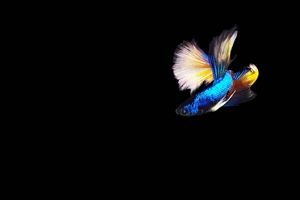 Angel fish silhouette Stock Photos, Royalty Free Angel fish silhouette ...
