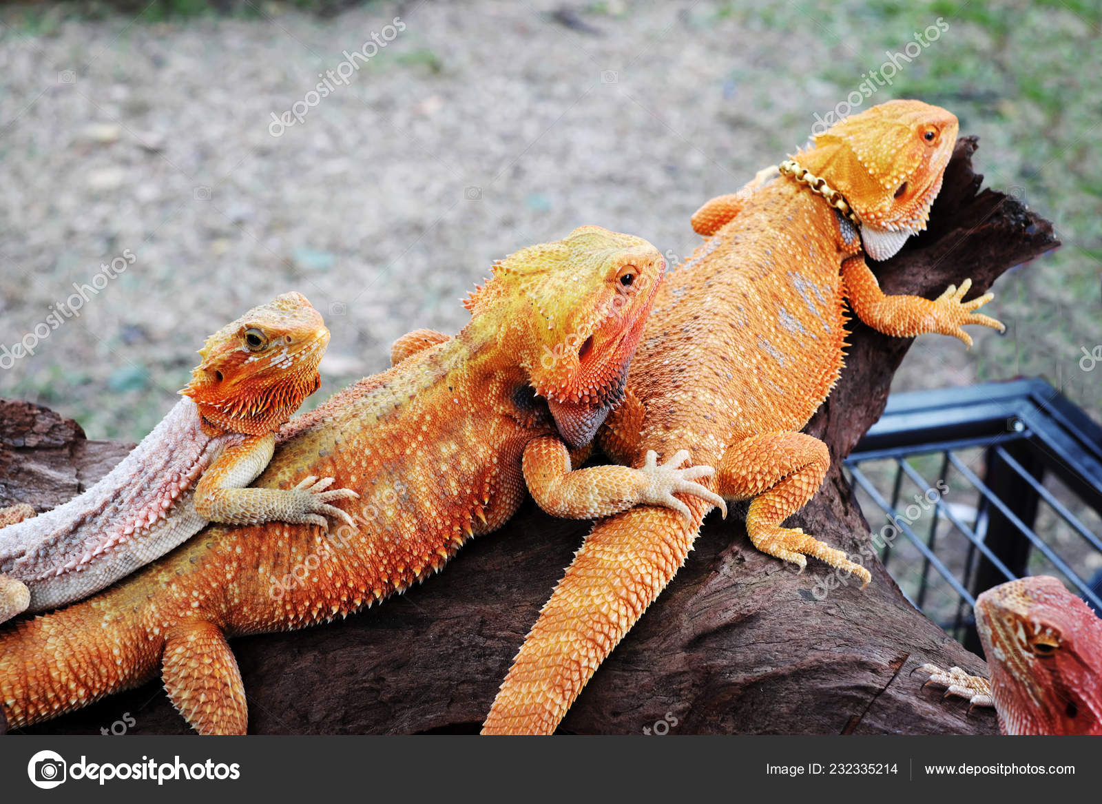 Bearded Dragon Lizard Cute