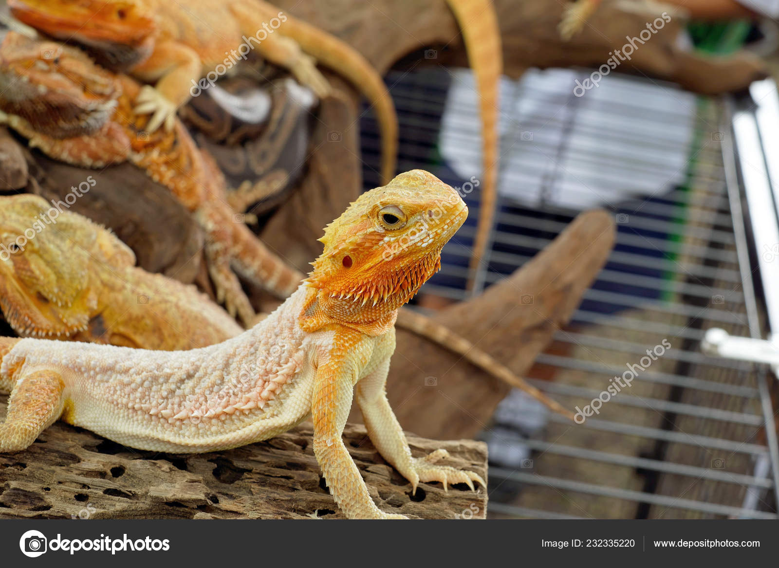 Cute Baby Bearded Dragon
