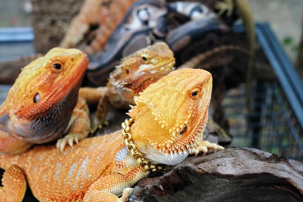 Bearded dragon family Stock Photos, Royalty Free Bearded dragon family ...