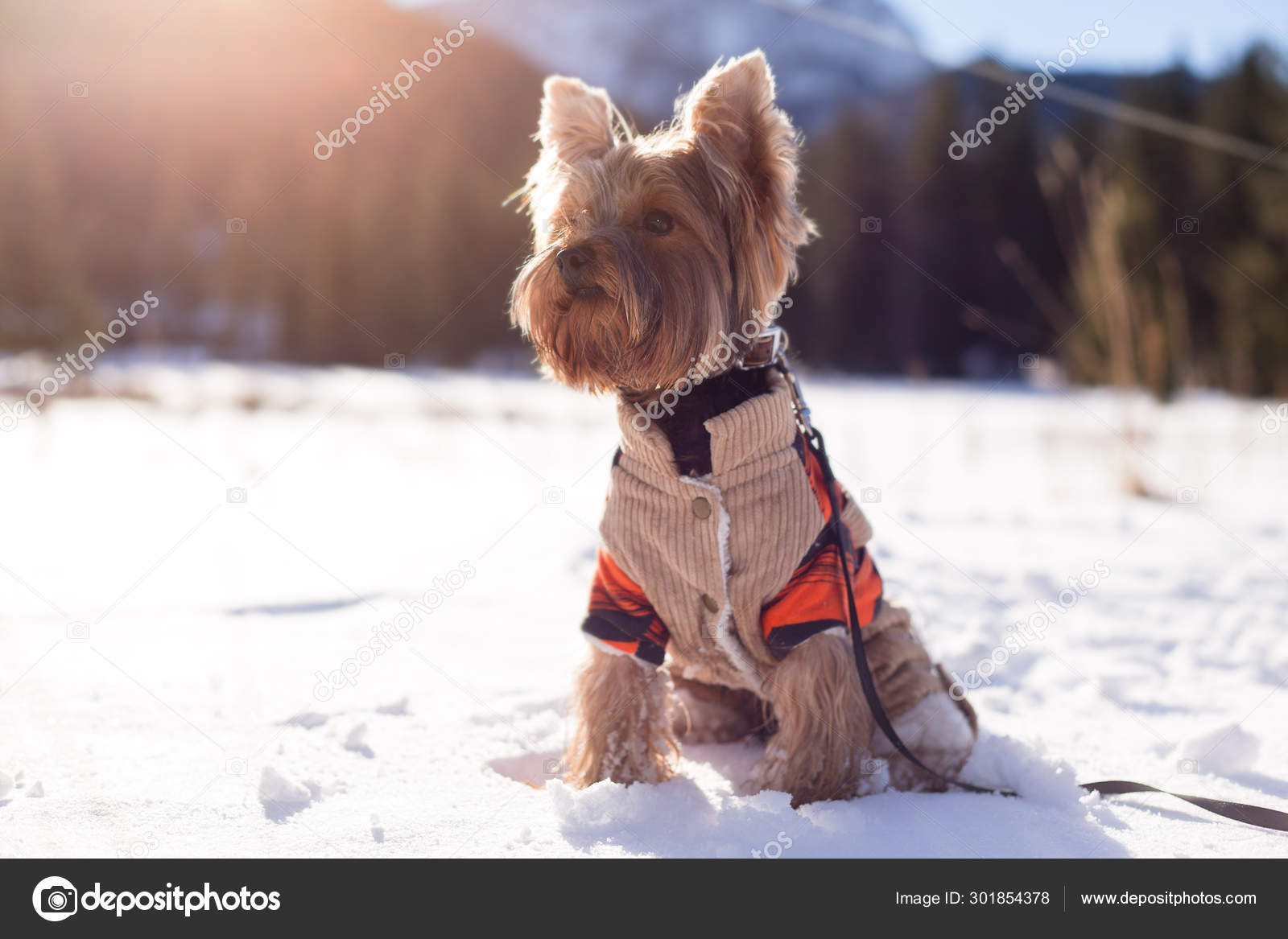 Yorkie In Snow