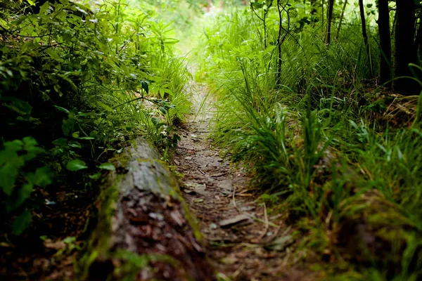 Belo caminho em pântanos Stock Photos, Royalty Free Belo caminho em ...