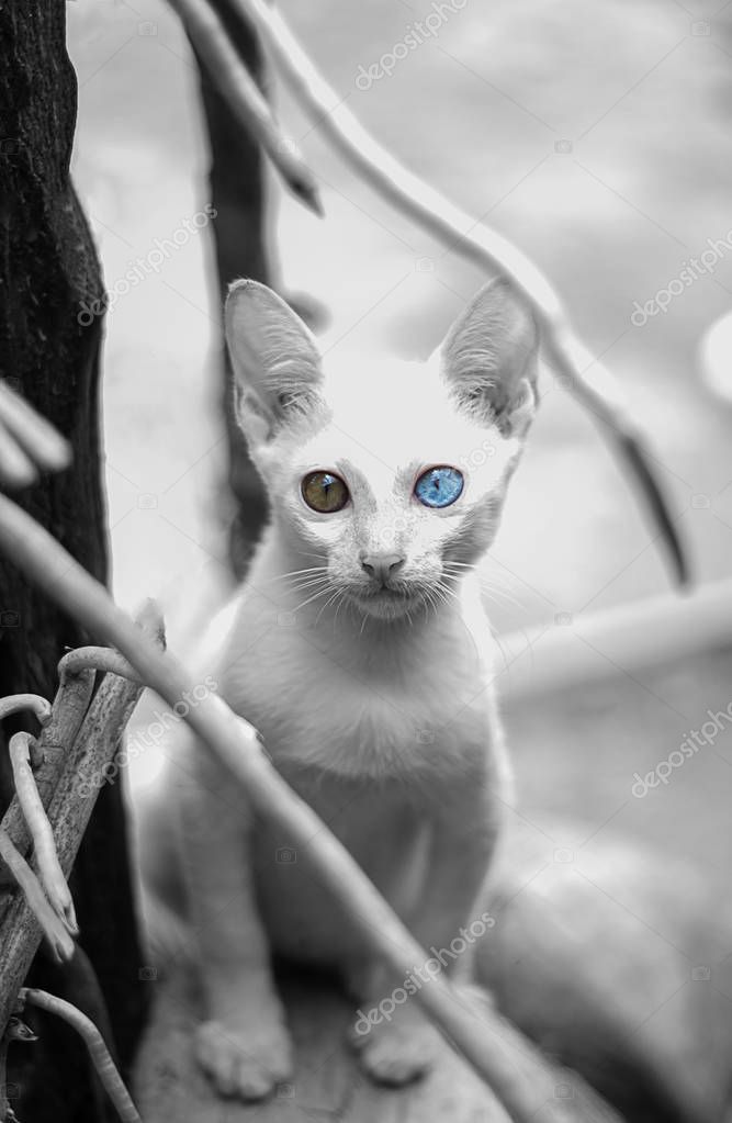 Gato blanco con ojos diferentes. Gatito de ojos raros. Gato con 2 ojos ...