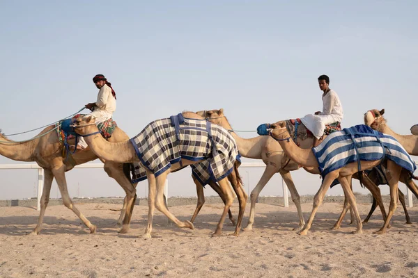 Camel guides Stock Photos, Royalty Free Camel guides Images | Depositphotos