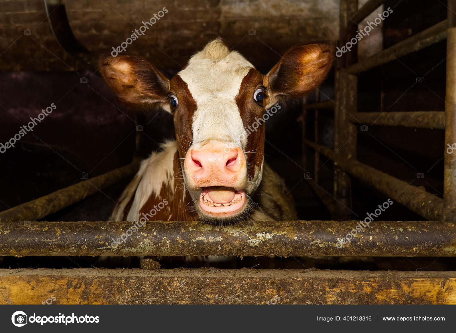 Divertido y feliz becerro lindo bebé, foto divertida ideal para su uso ...