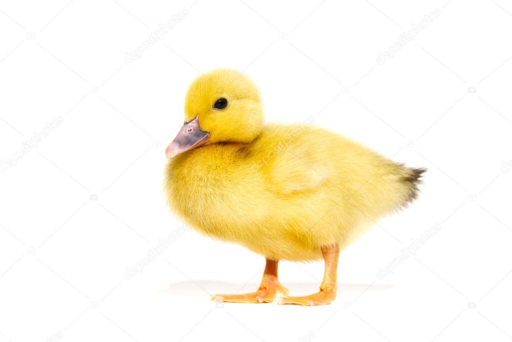Recién Nacido poco lindo patito amarillo aislado en blanco. 2024