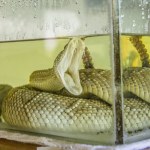 Python Stock Photo by ©arztsamui 9886043