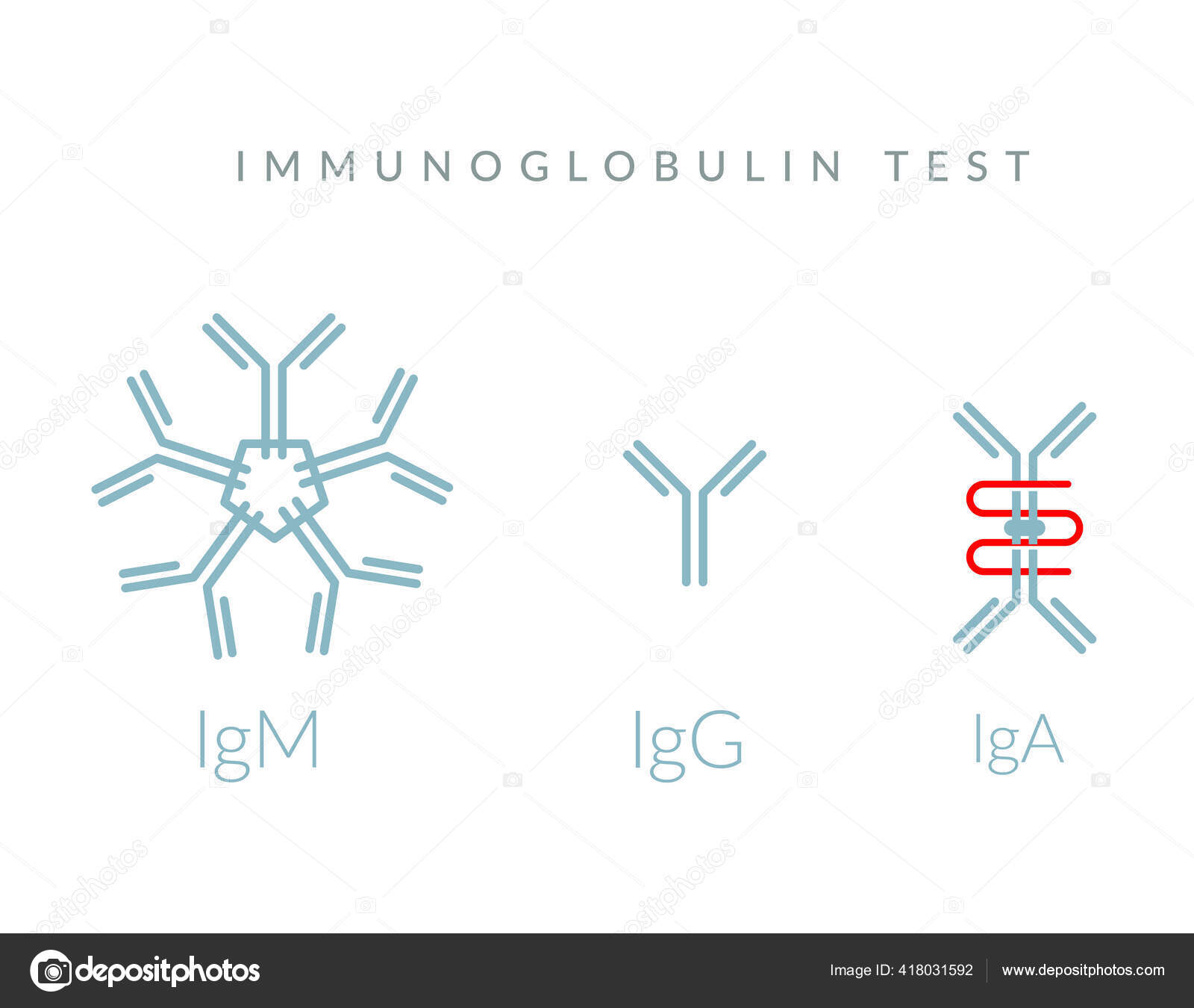 Immunoglobulin Test Complex Protein Icon Eps File Stock Vector Image by ...