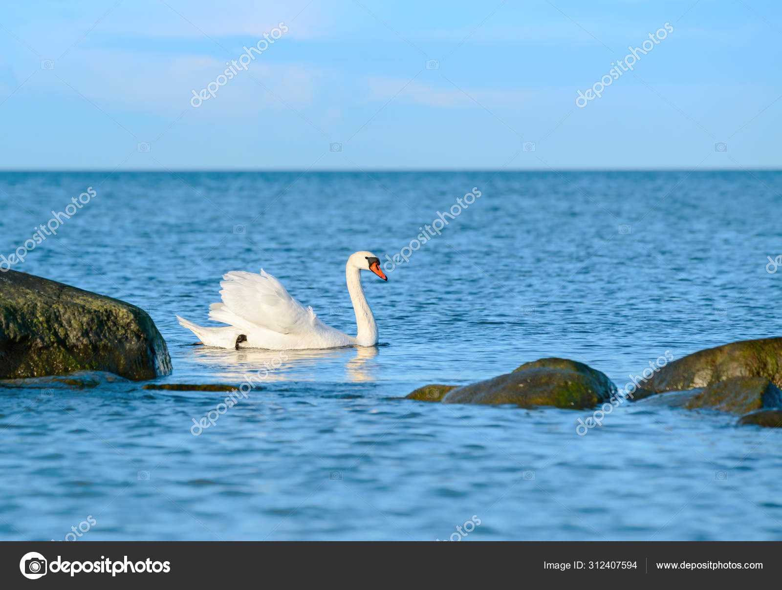 White swan swimming in the sea — Stock Photo © anyaivanova@gmail.com ...