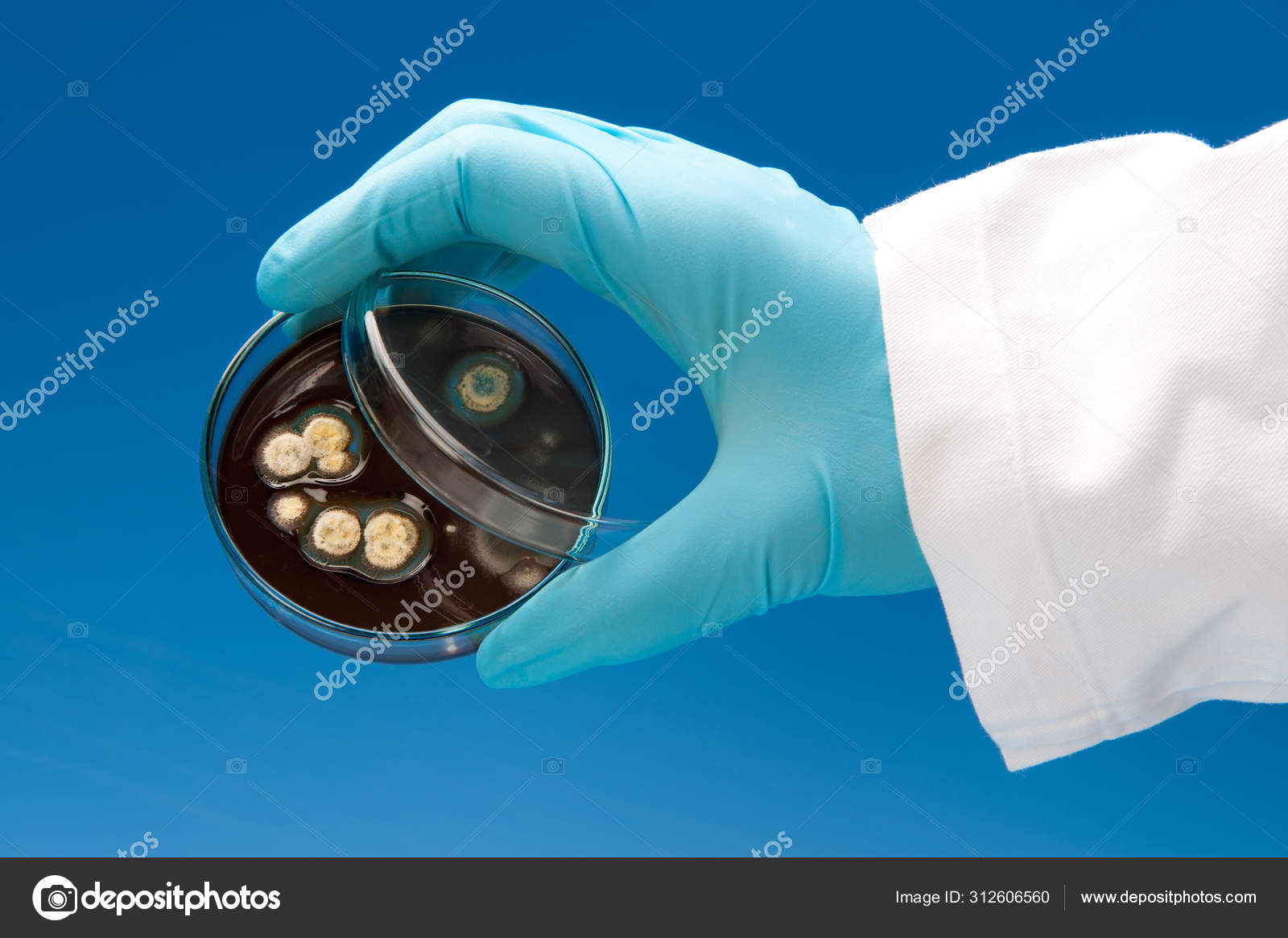 Bacterial colonies on agar plate — Stock Photo © anyaivanova@gmail.com ...
