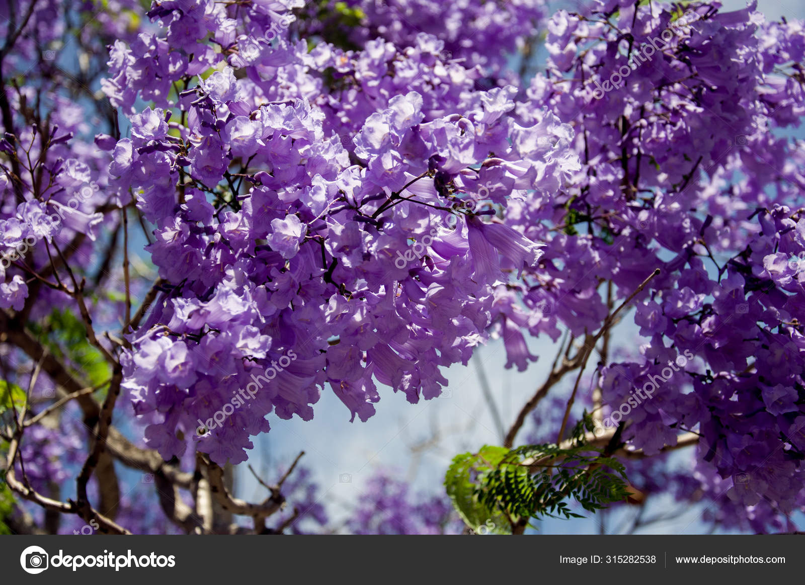 Jacaranda Mimosifolia Flowers
