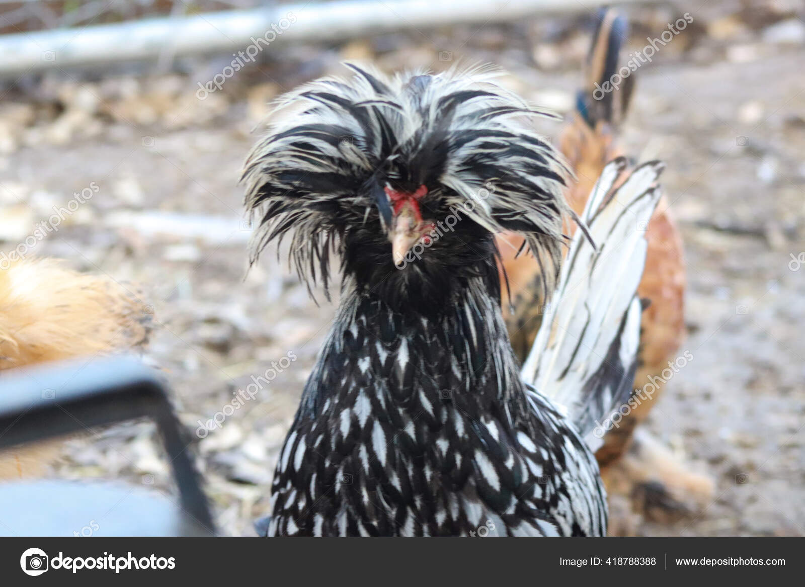 Polish Bantam Rooster Backyard Chicken Head Shot High Quality Photo ...