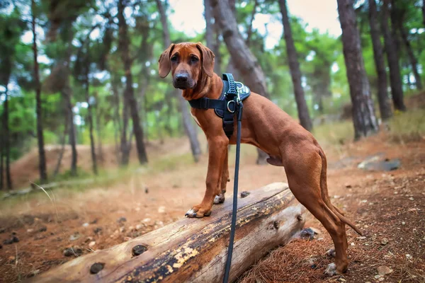 Rhodesian ridgeback dog Stock Photos, Royalty Free Rhodesian ridgeback ...