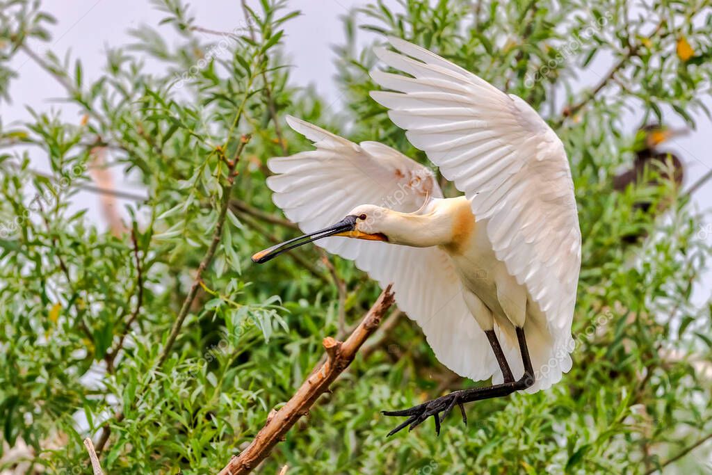 Una espátula euroasiática (Platalea leucorodia) en el santuario de aves ...