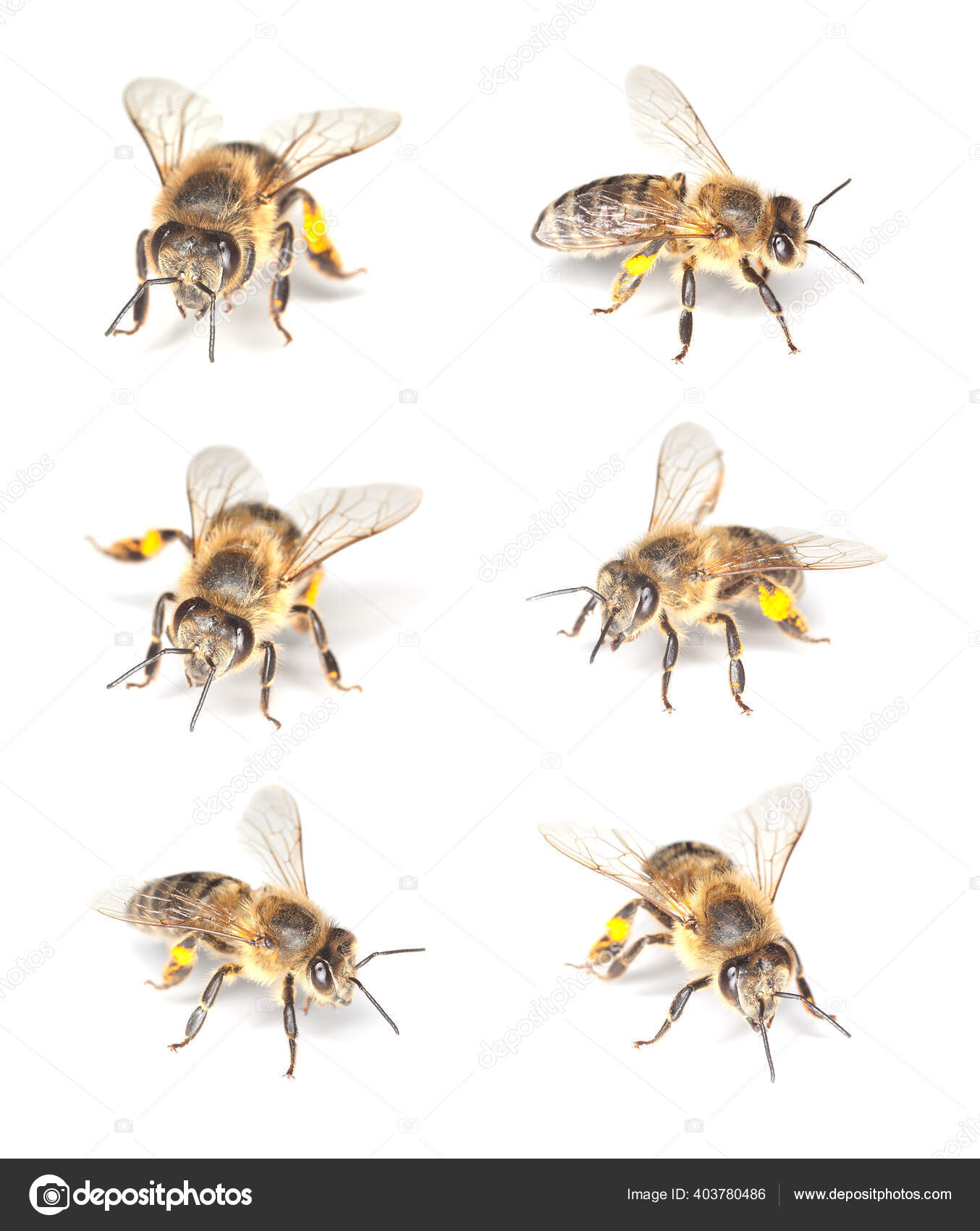 Collection European Honey Bee Apis Mellifera Isolated White Background ...
