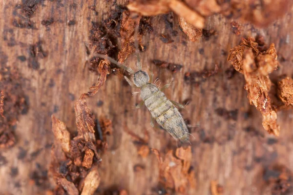 Subterranean termite Stock Photos, Royalty Free Subterranean termite ...