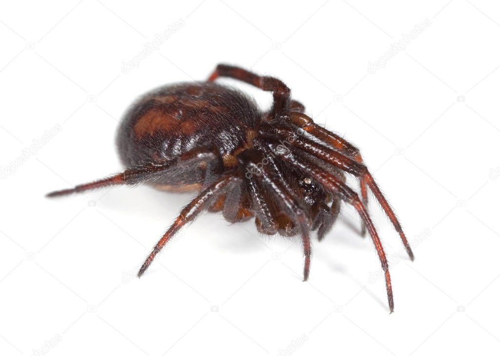 Falsa viuda común, Steatoda bipunctata, theridiidae aislada sobre fondo ...