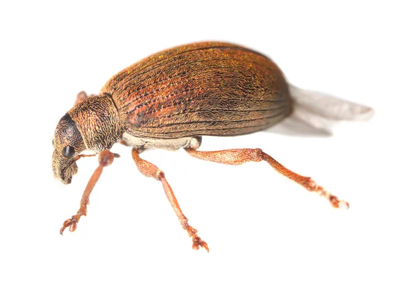 Citrus root weevil Stock Photos, Royalty Free Citrus root weevil Images ...