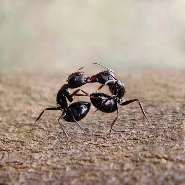 Carpenter ant Stock Photos, Royalty Free Carpenter ant Images ...