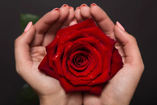 Hand rose Images - Search Images on Everypixel
