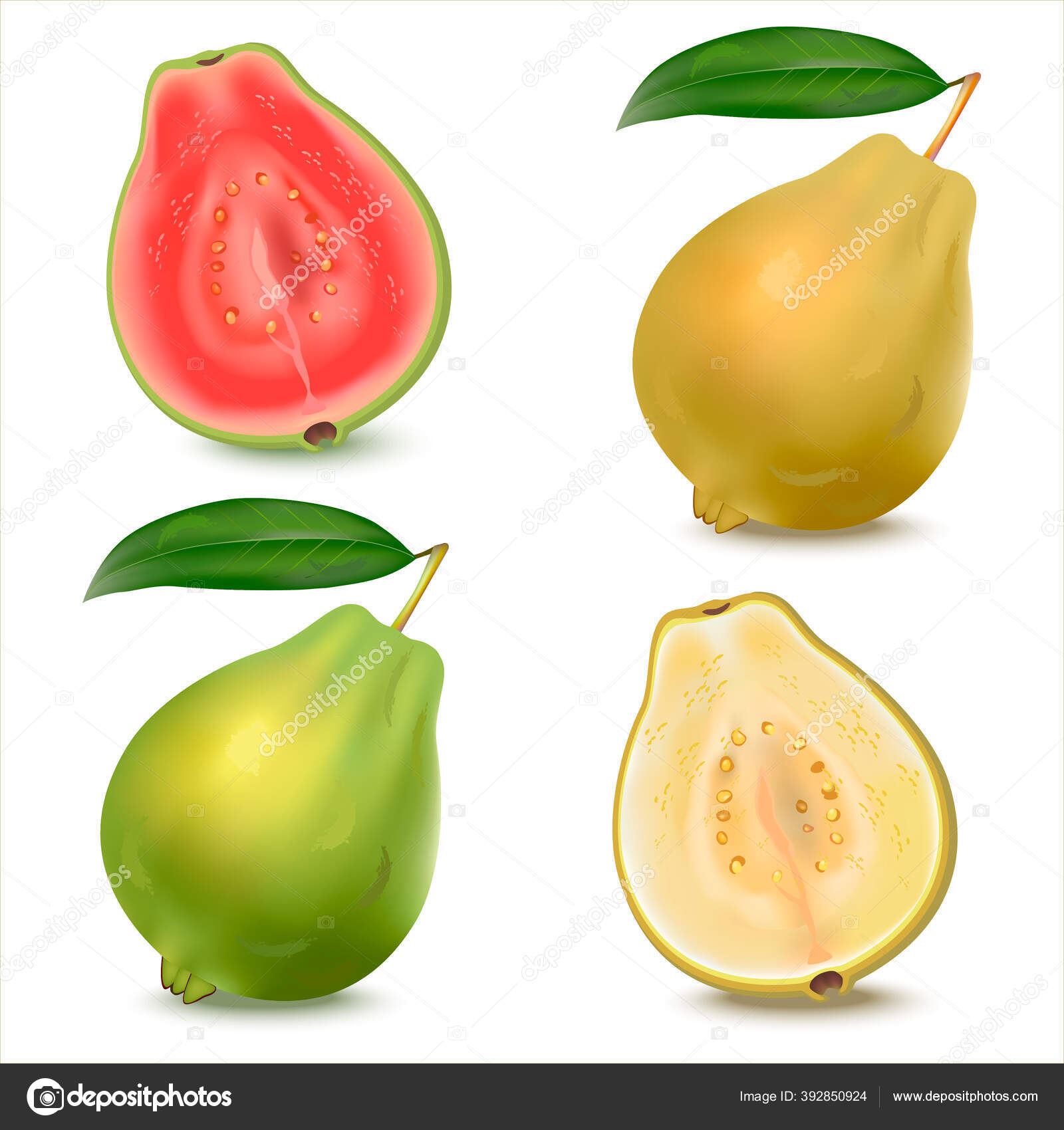 Set Realistic Illustration Yellow Green Guava Fresh Whole Guava Leaves ...