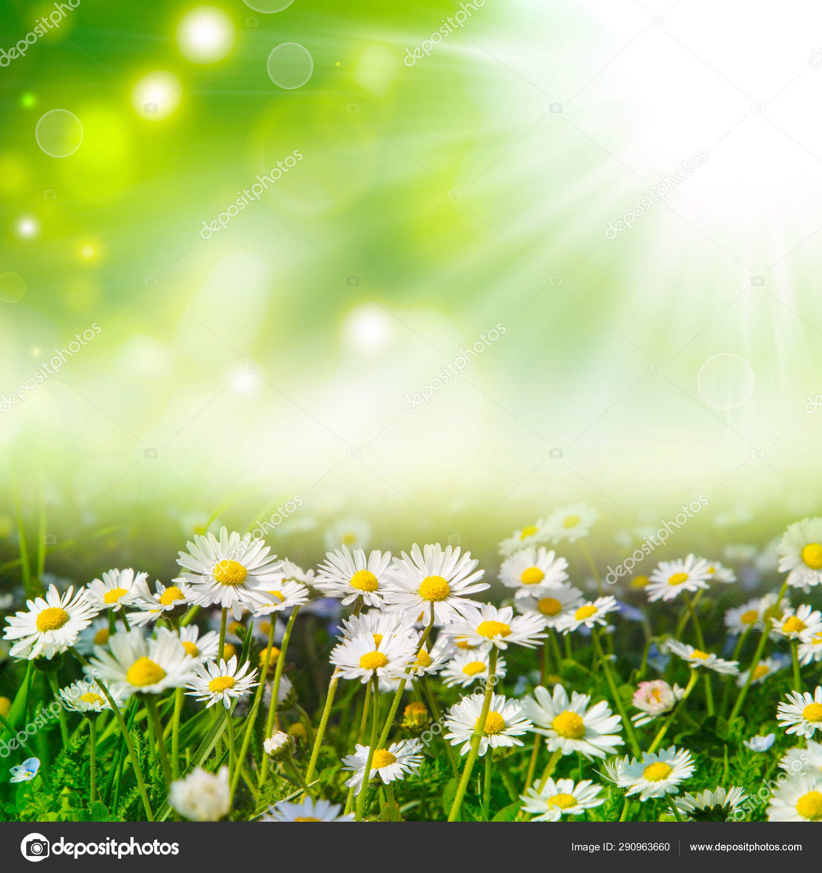 Art Bright Natural Background White Daisies Stock Photo by ©nj_musik ...