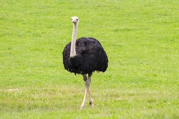 Prehistoric ostrich Stock Photos, Royalty Free Prehistoric ostrich ...