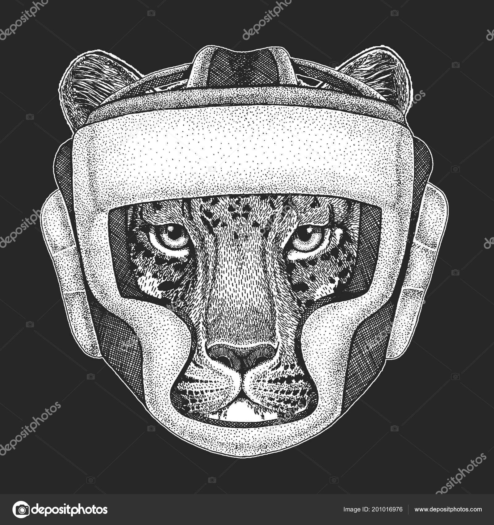 Athletic animal Boxing champion. Wild cat Leopard Cat-o-mountain ...