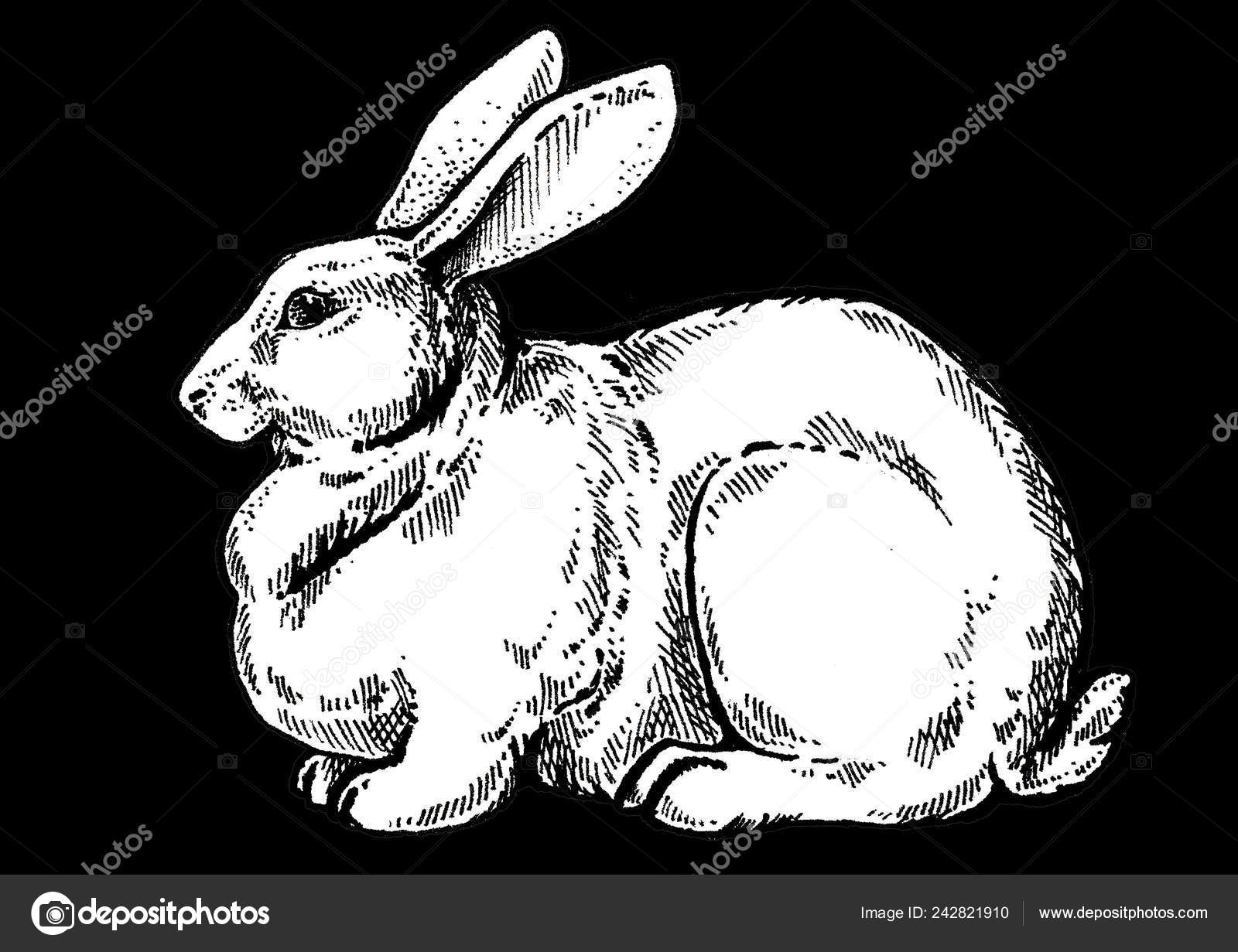 Rabbit, bunny. Vintage retro style classic illustration for steak house ...