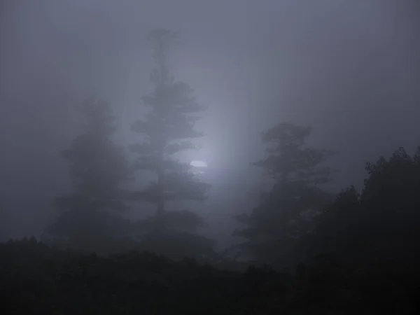 Forest moon fog Stock Photos, Royalty Free Forest moon fog Images ...